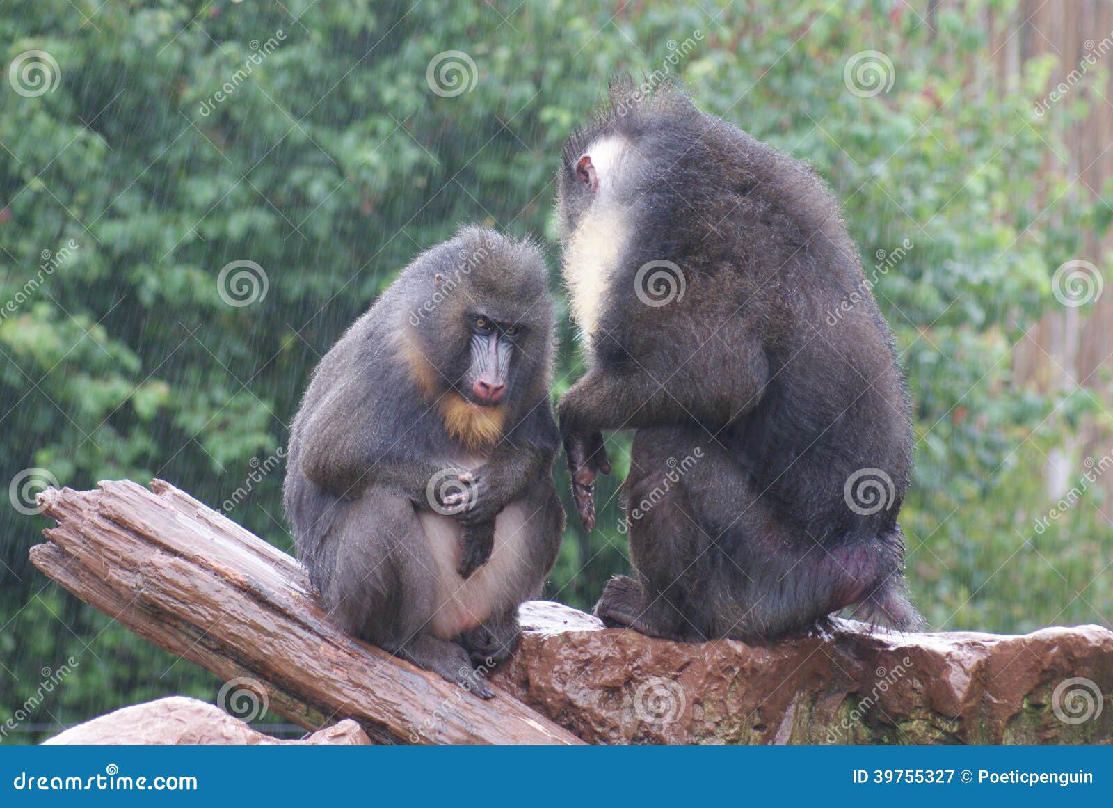 Mandrill - Mandrillus Sphinx Stock Image - Image of nature, mandrillus ...