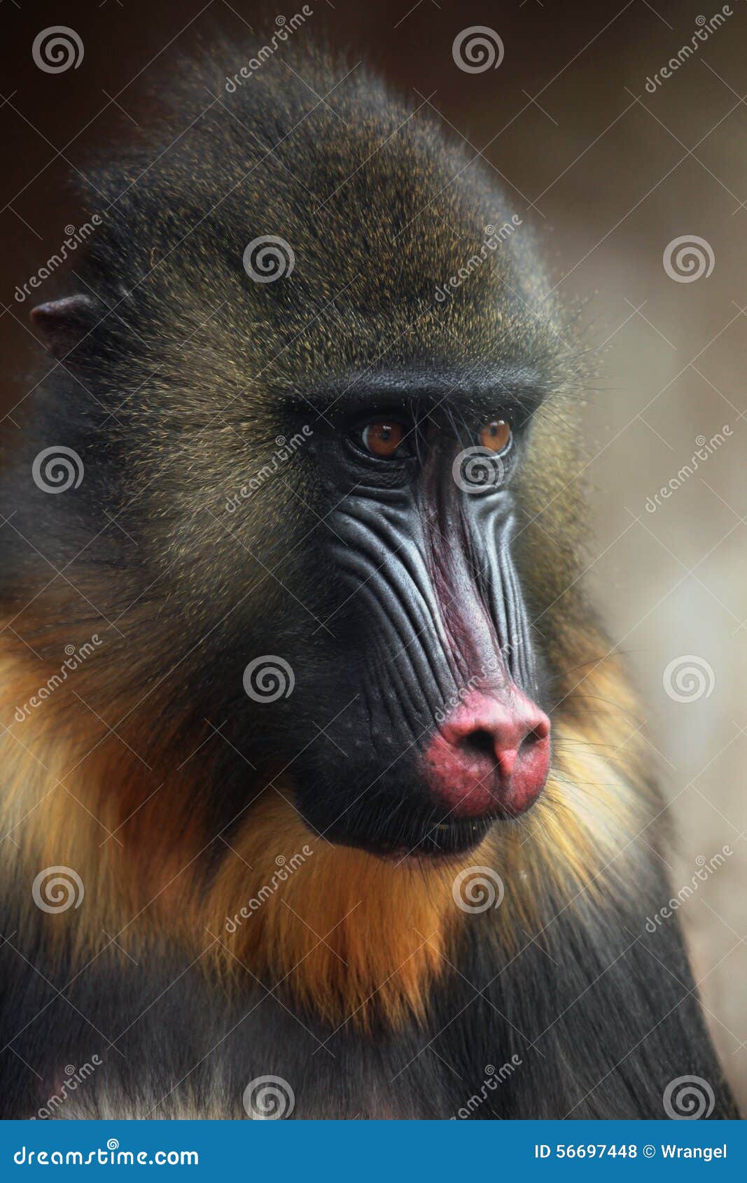 Mandrill (Mandrillus Sphinx). Stock Photo | CartoonDealer.com #56419278