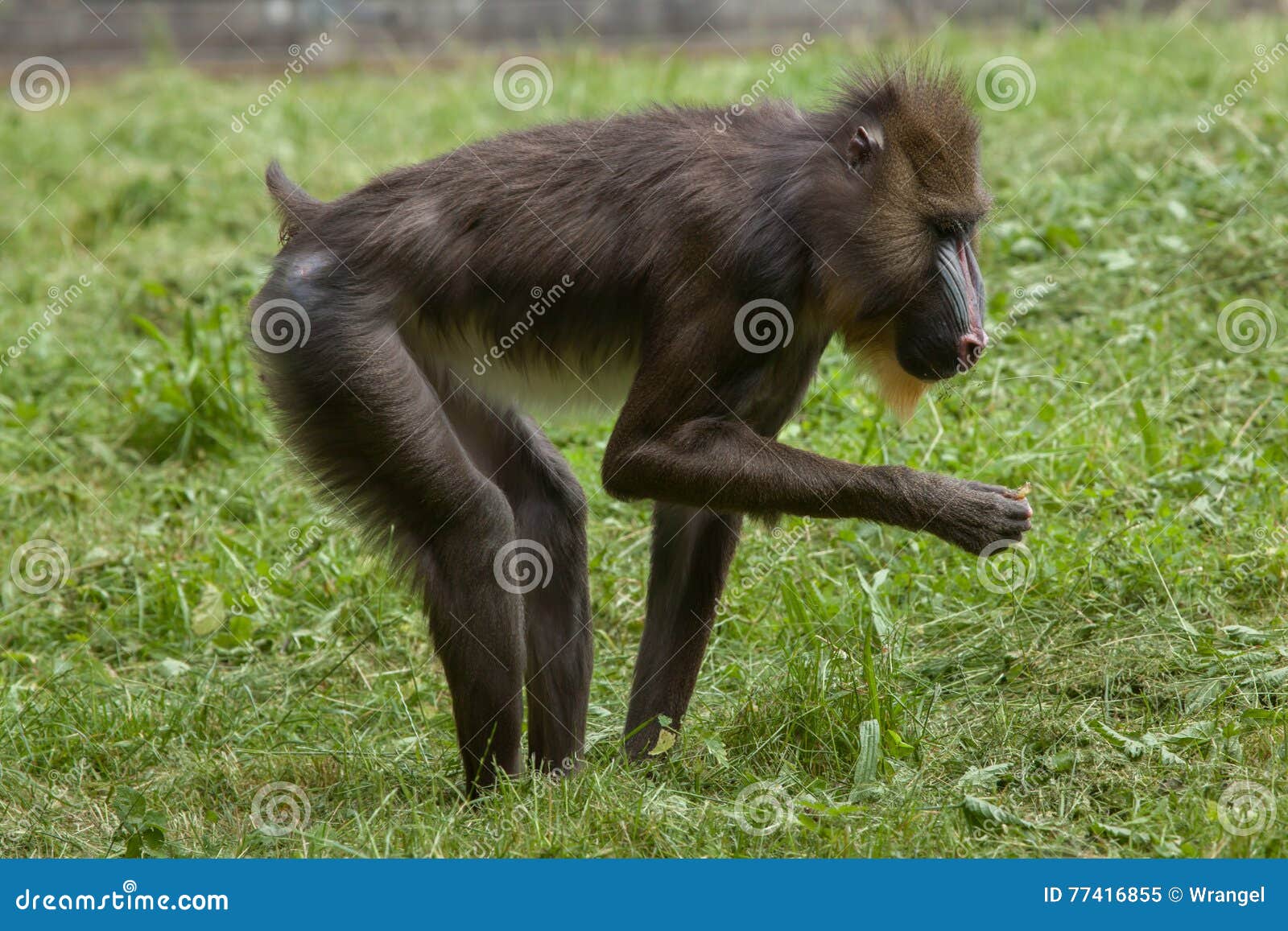 Mandrill (Mandrillus Sphinx). Stock Image - Image of primates ...