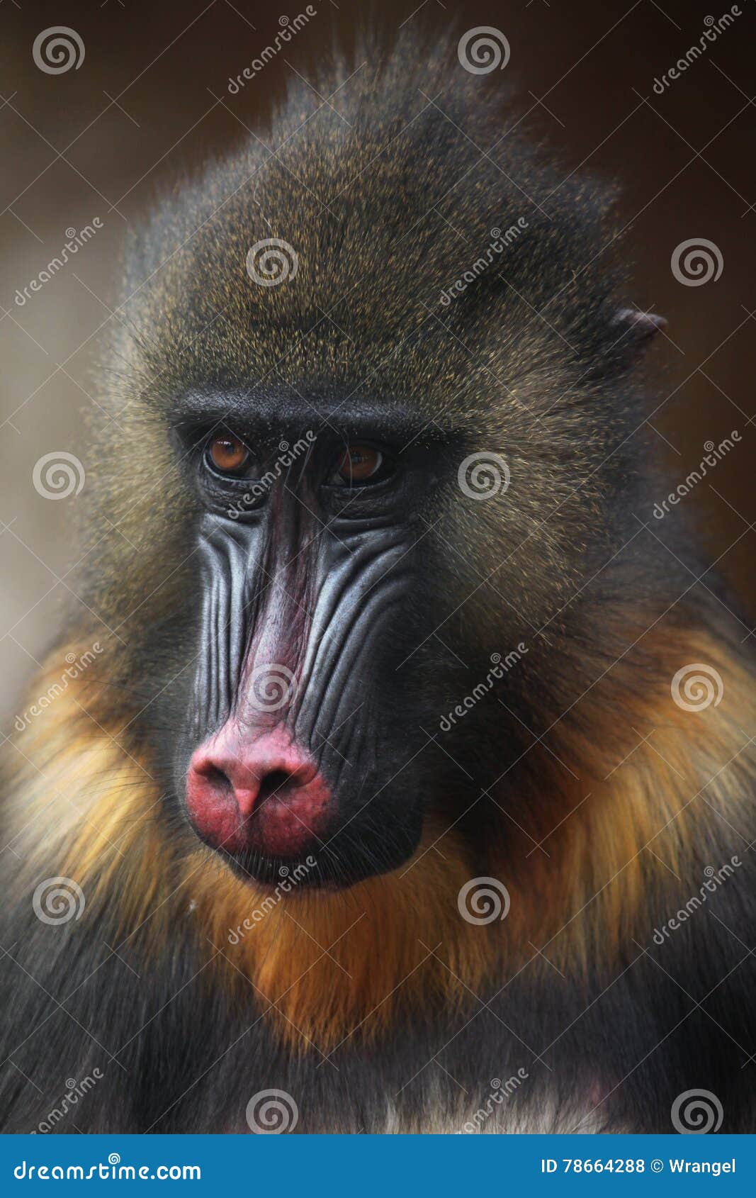 Mandrill (Mandrillus Sphinx). Stock Photo - Image of monkeys, male ...