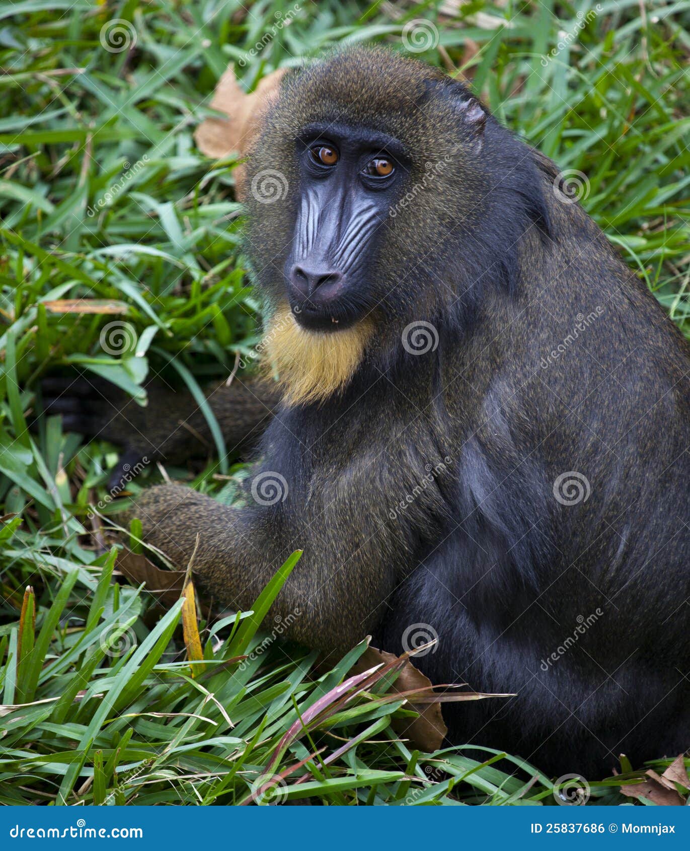 Mandrill Monkey stock photo. Image of mandrillus, monkey - 25837686