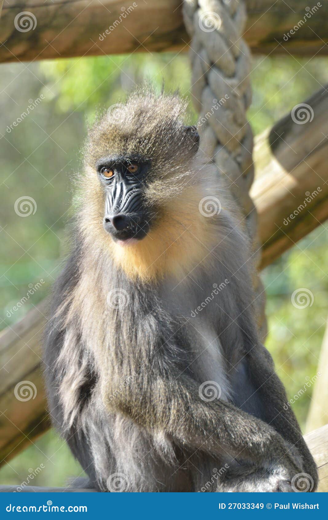 Mandrill monkey stock image. Image of color, male, nature - 27033349