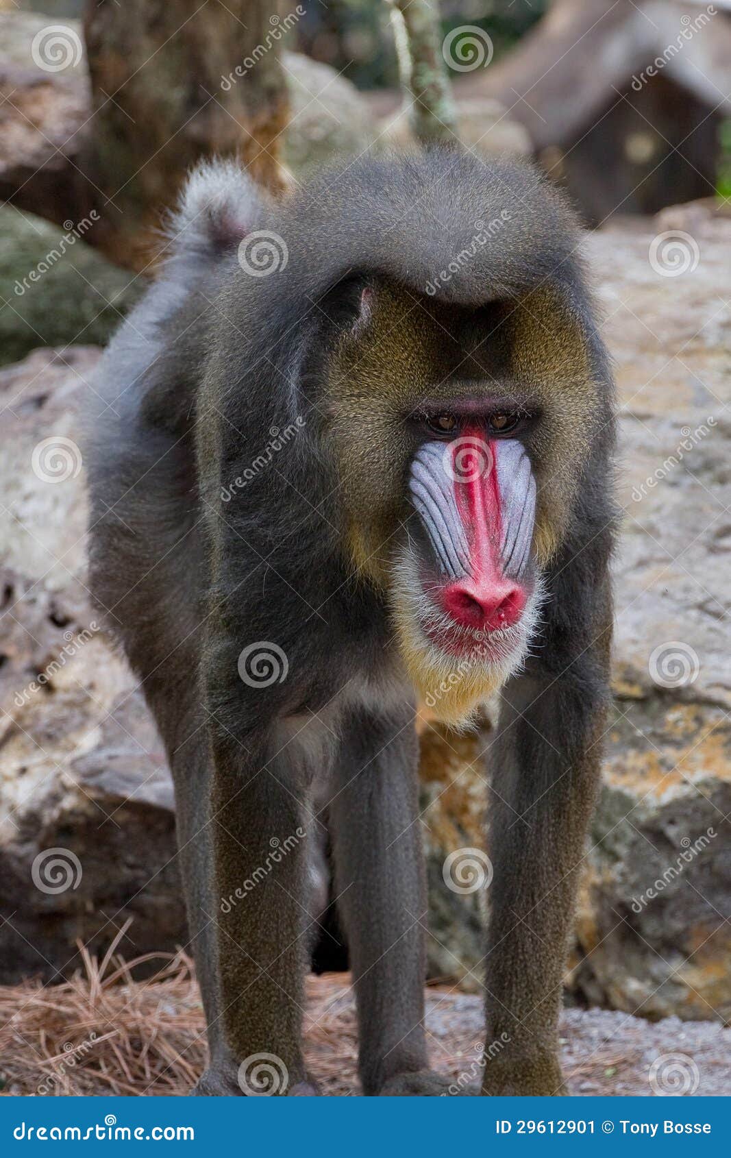 Mandrill Monkey stock image. Image of african, primate - 29612901