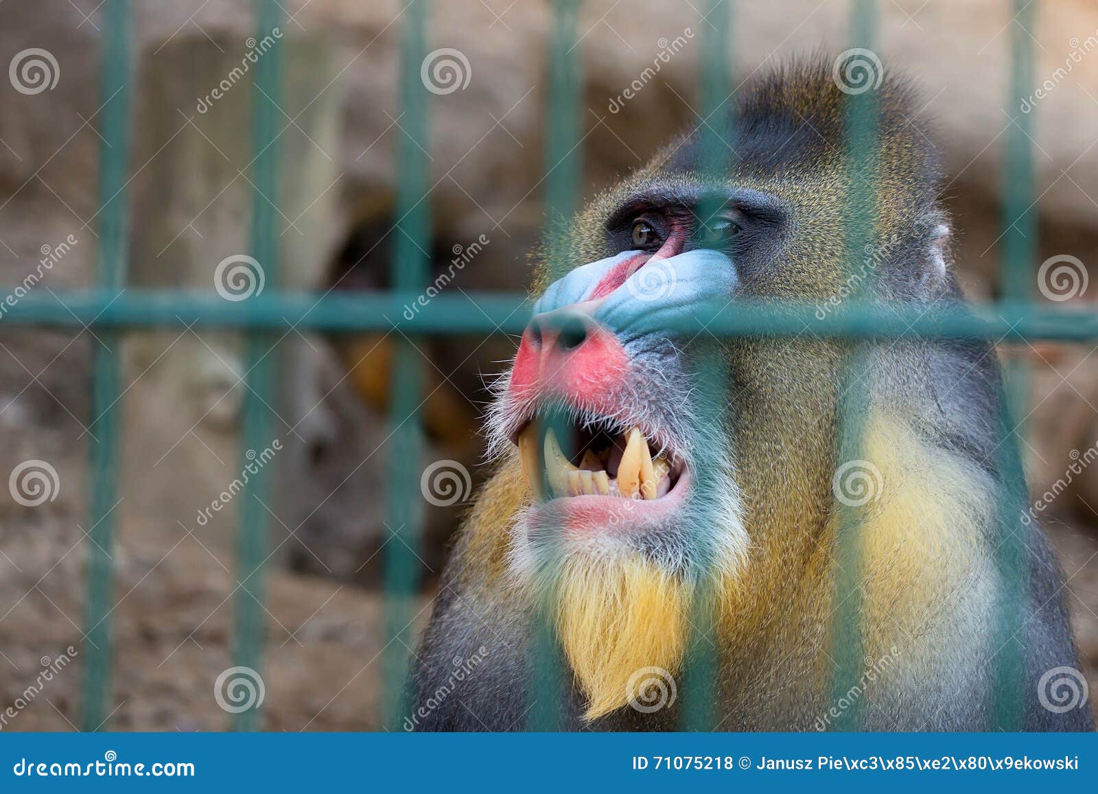 Mandrill Monkey in Captivity Stock Photo - Image of wildlife, outdoor ...