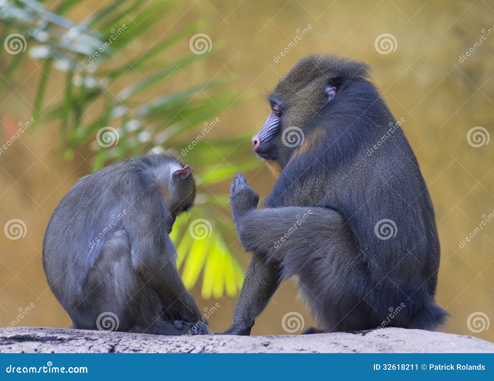 Mandrill monkey couple stock image. Image of couple, pair - 32618211