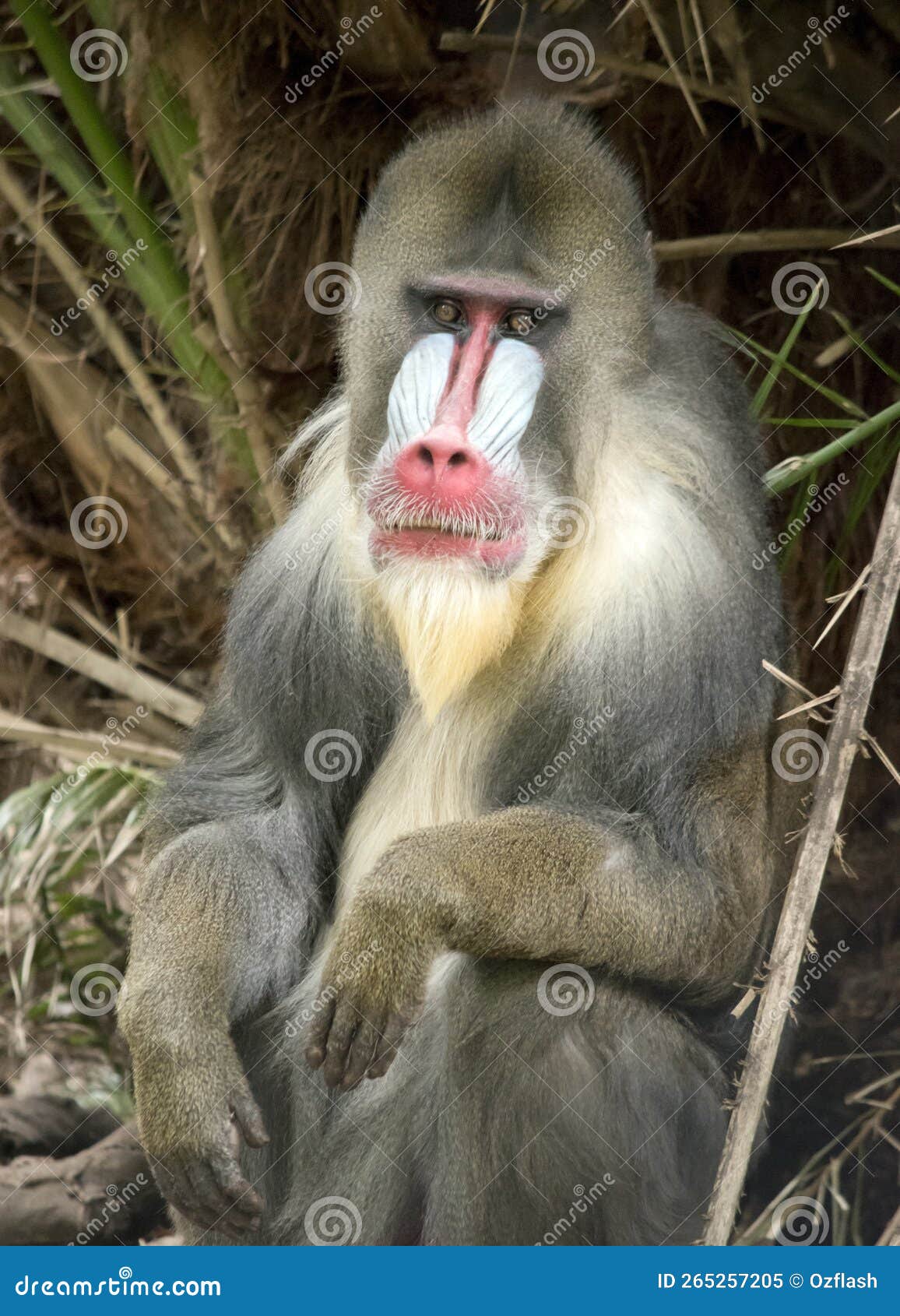 The Mandrill Monkey Has a Pink Nose White Cheeks and Brown Eyes. he is ...