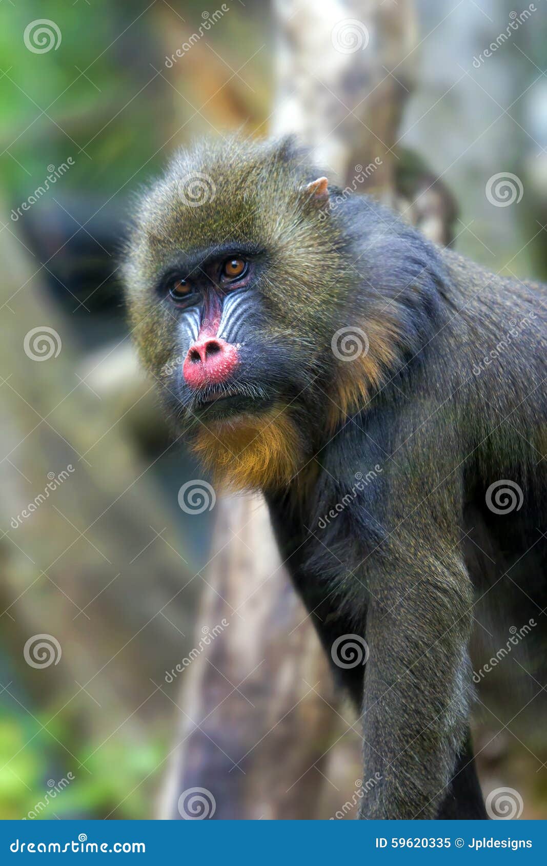 Mandrill Monkey Male stock image. Image of mammal, mandrillus - 59620335