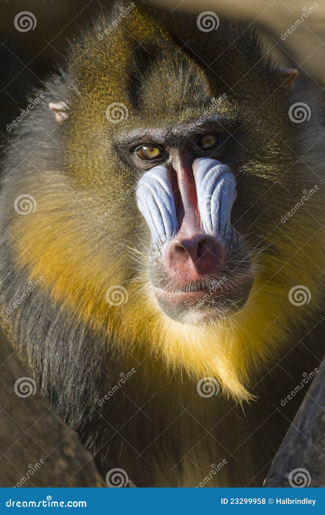 Mandrill monkey portrait stock photo. Image of barcelona - 23299958