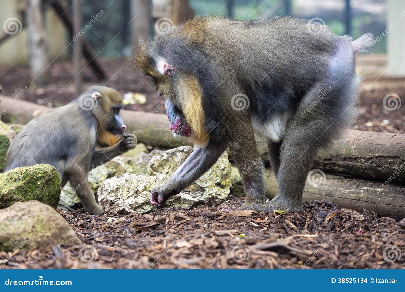 Mandrill Monkey portrait stock photo. Image of mandrillus - 38525134