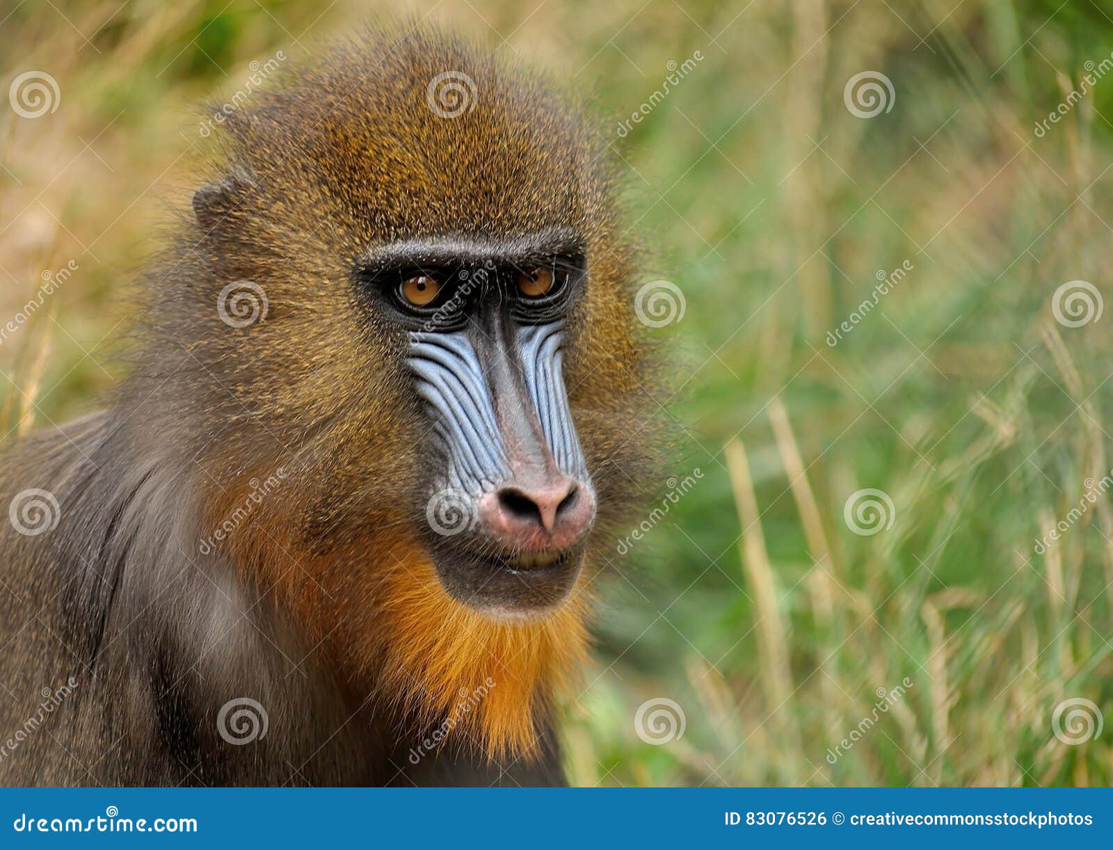 Mandrill Monkey Picture. Image: 83076526