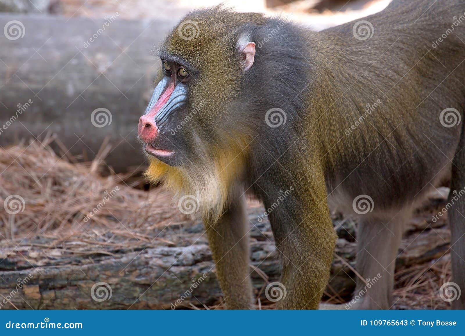 Mandrill Monkey Profile stock image. Image of mammal - 109765643