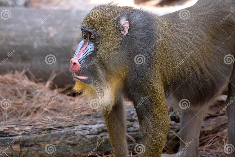 Mandrill Monkey Profile stock image. Image of mammal - 109765643