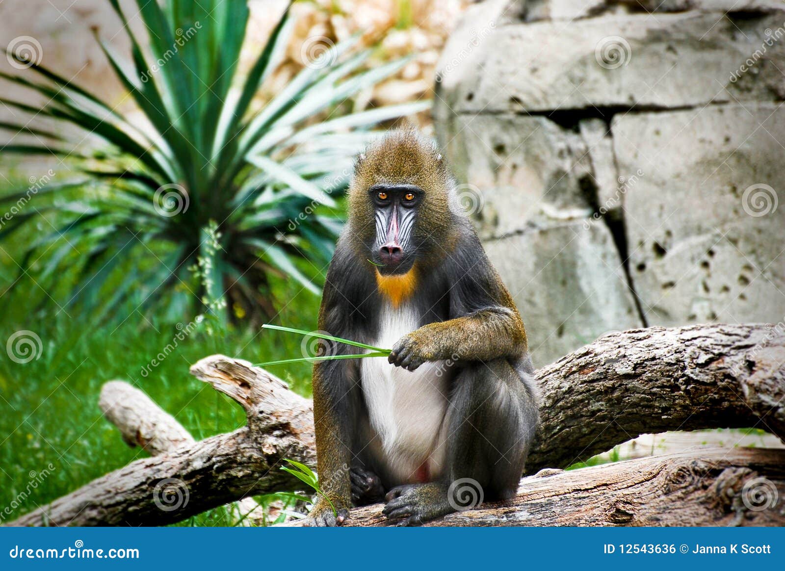 Mandrill Monkey at the Zoo stock photo. Image of sitting - 12543636