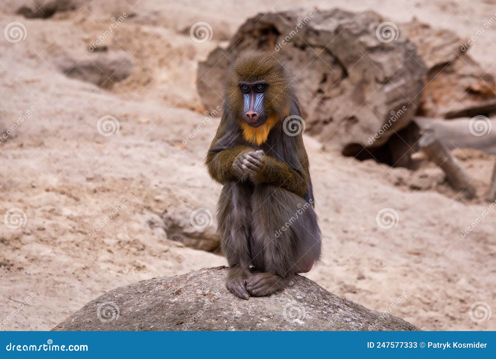 Mandrill monkey in the zoo stock image. Image of hair - 247577333