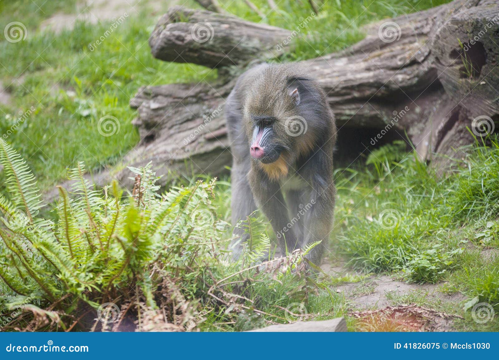 Mandrill Monkey in Zoo stock image. Image of ferns, wild - 41826075