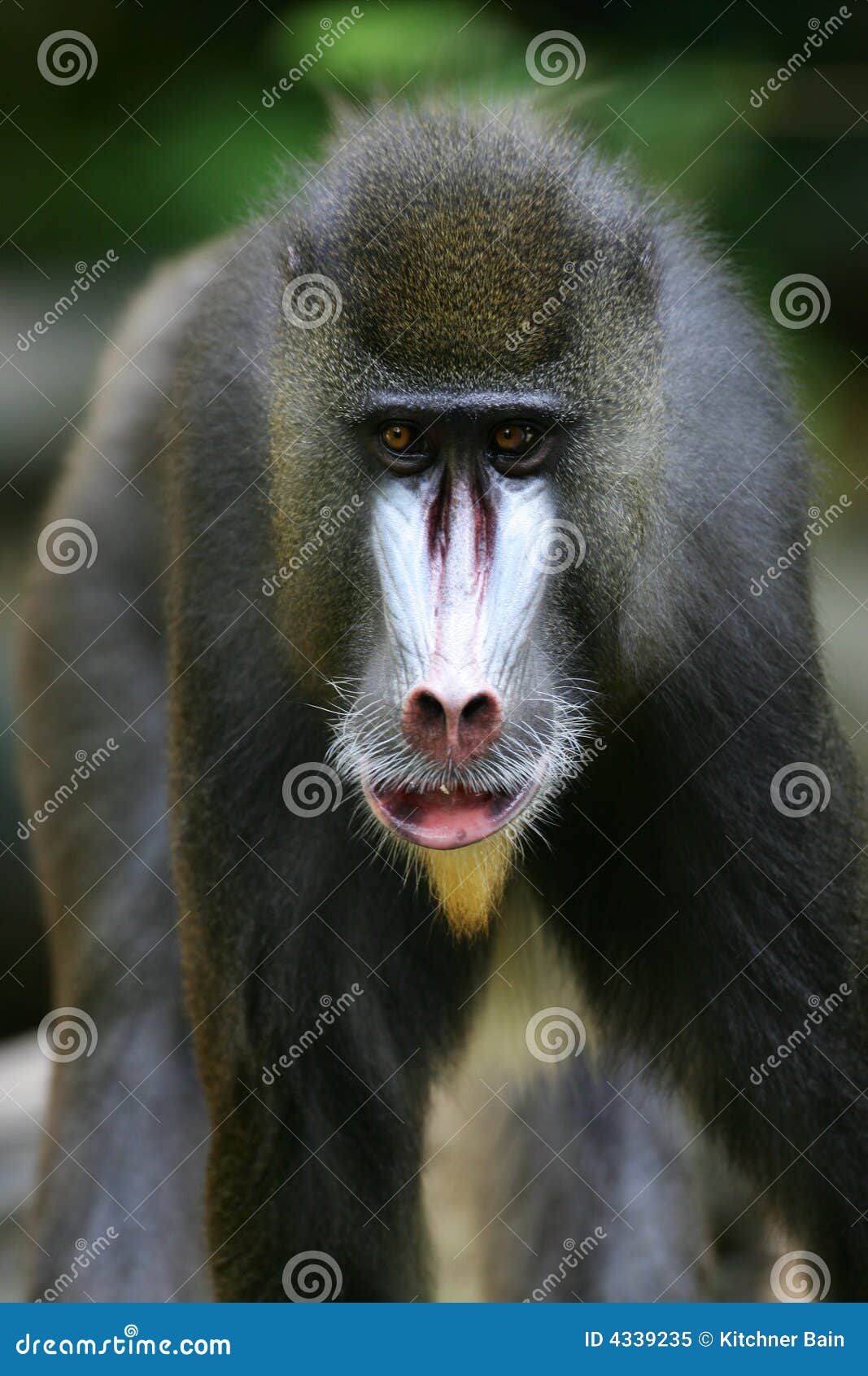 Mandrill Monkeys stock image. Image of baboon, baboons - 4339235
