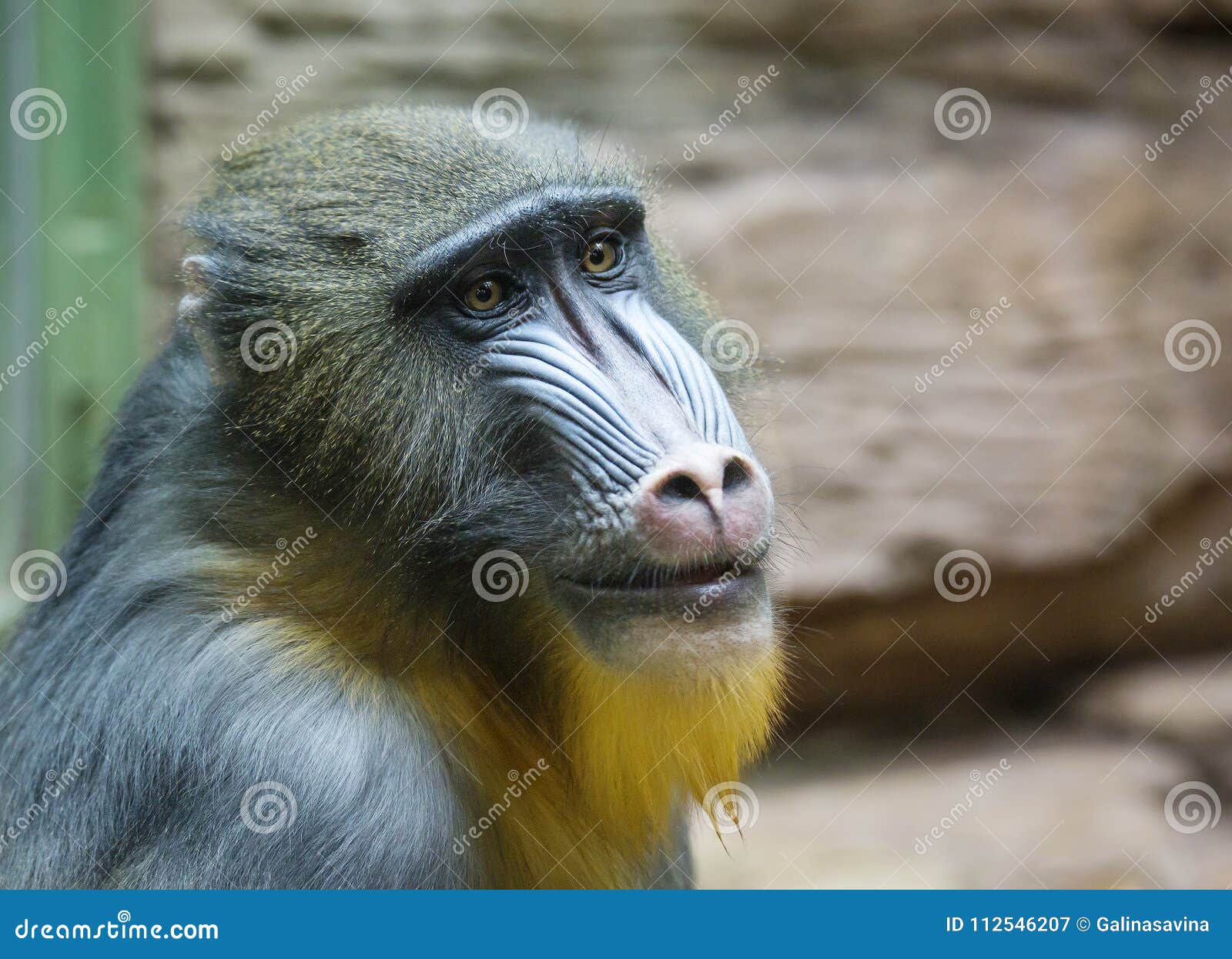 Mandrill pavian stockbild. Bild von pavian, sphinx, gelb - 112546207