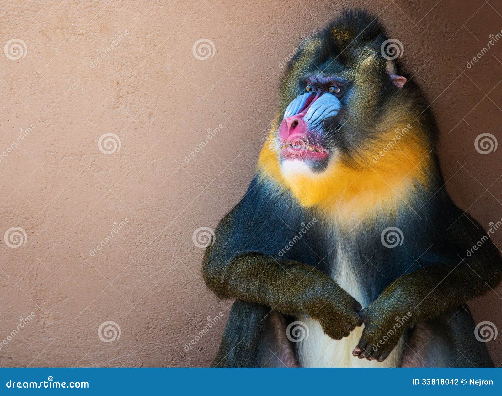 Mandrill stock photo. Image of mandrill, drill, branch - 33818042