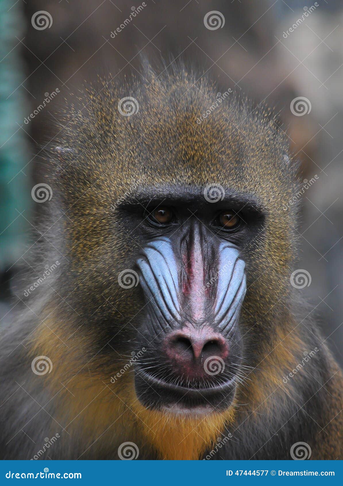 Mandrill stock image. Image of wildlife, monkey, animal - 47444577