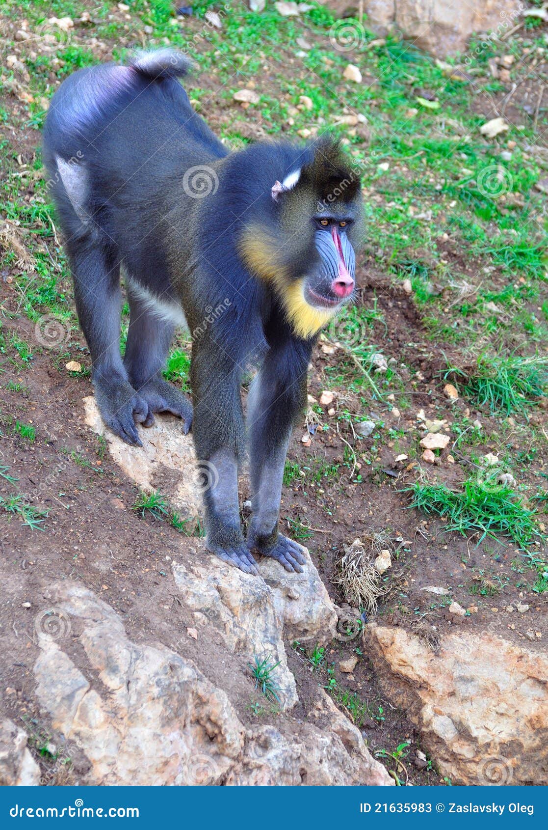 Mandrill portrait. stock image. Image of sitting, animal - 21635983