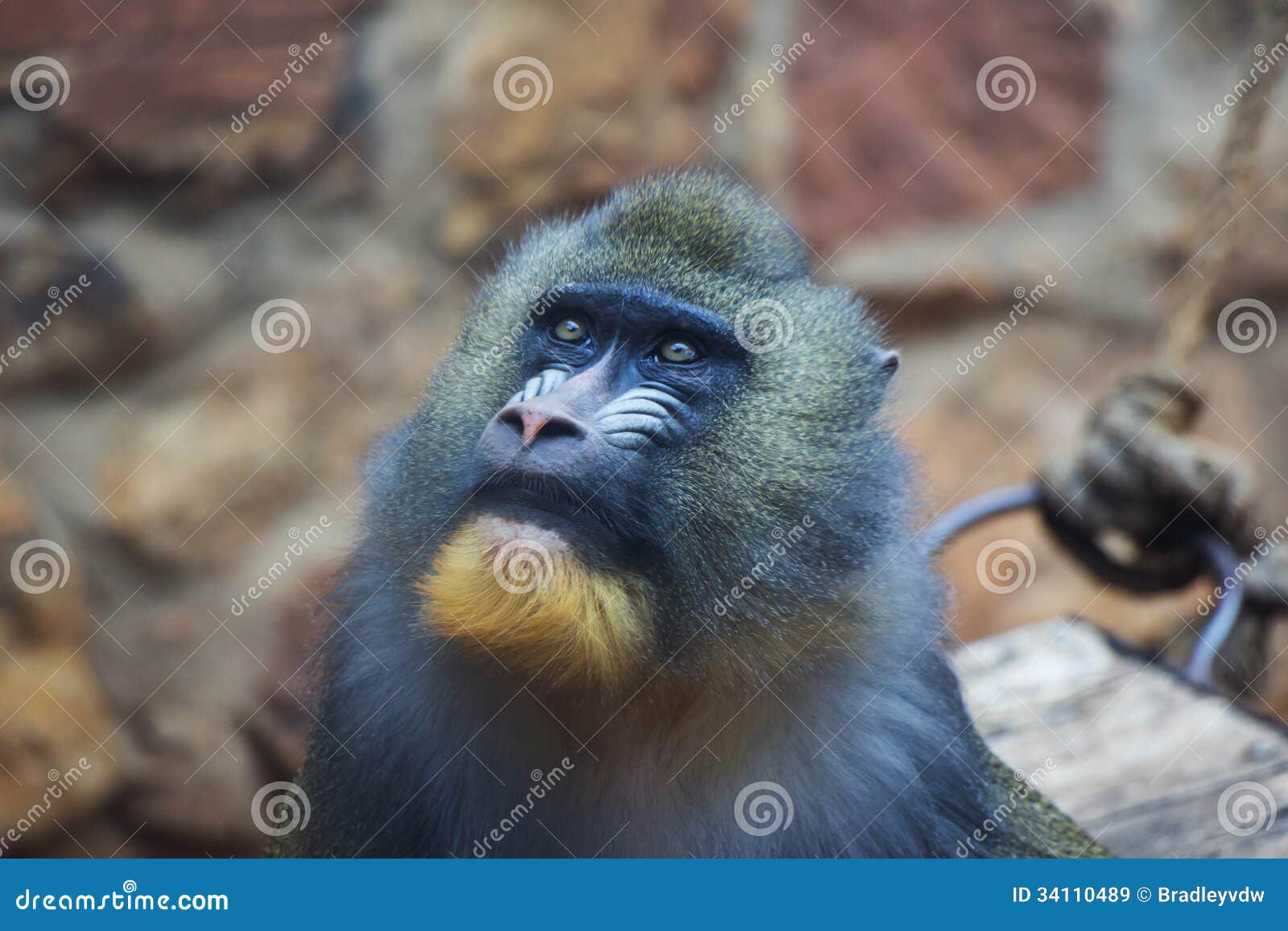 Mandrill Portrait 1 stock image. Image of cute, yellow - 34110489