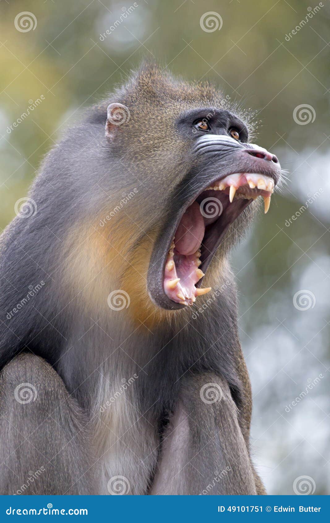 Mandrill stock image. Image of africa, monkey, close - 49101751