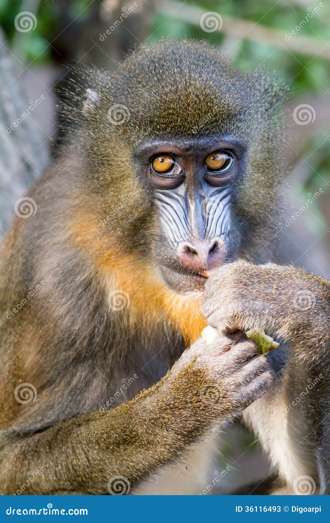 Mandrill stock image. Image of closeup, mandrillus, shaggy - 36116493