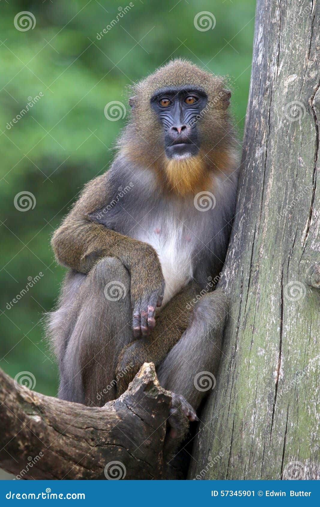 Mandrill stock image. Image of portrait, closeup, face - 57345901