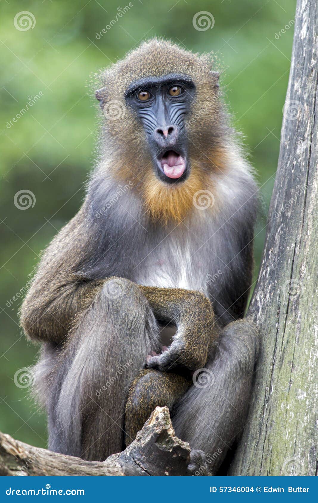 Mandrill stock photo. Image of baboon, angry, mammal - 57346004