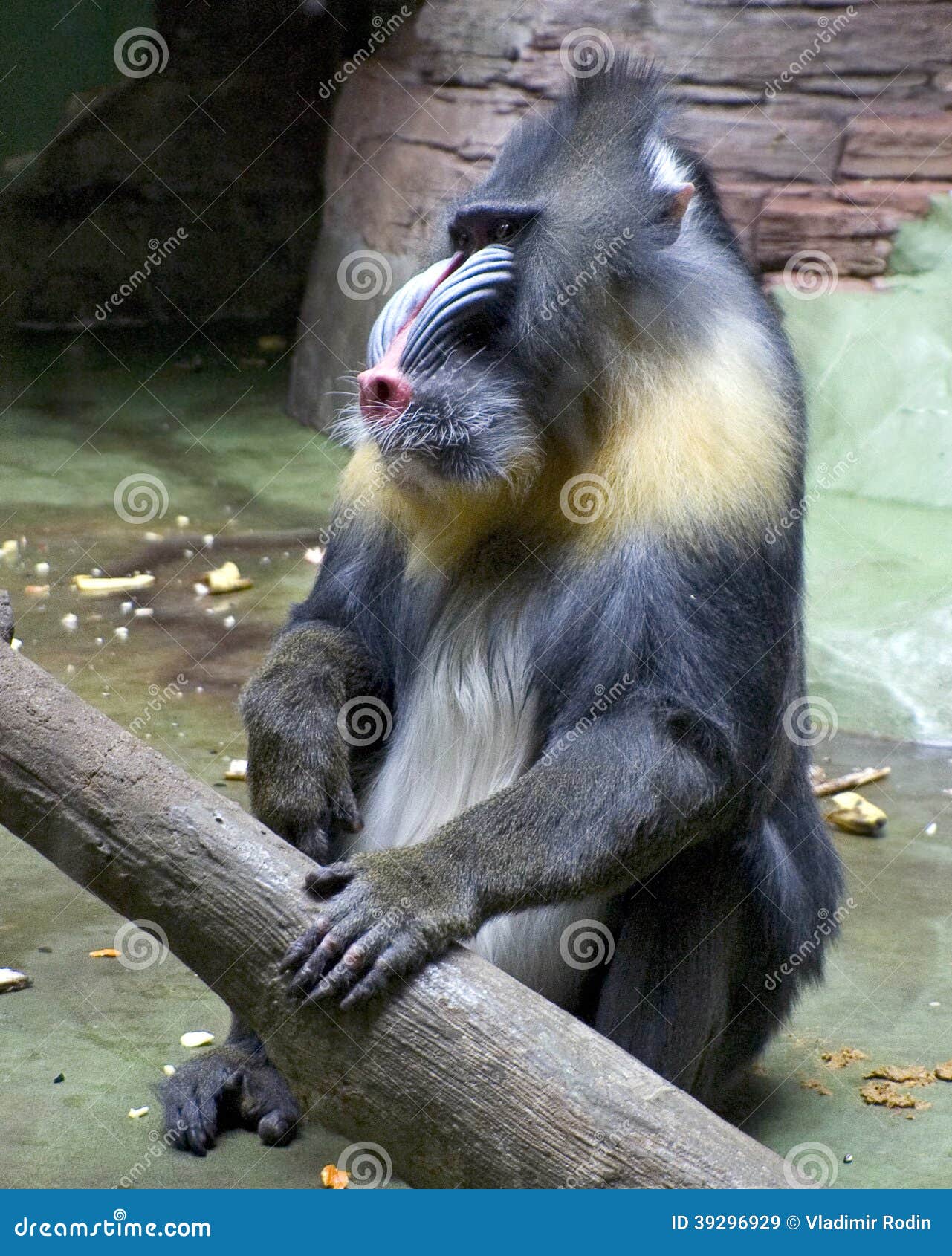 Mandrill stock image. Image of hair, mandrill, equator - 39296929