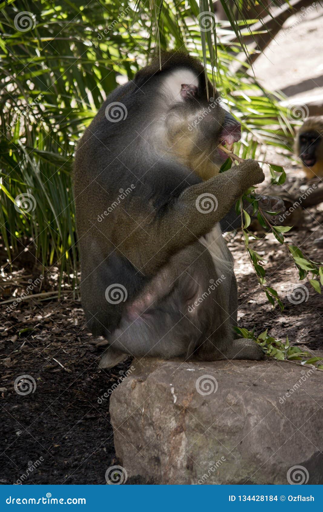 Mandrill is resting stock photo. Image of brown, eating - 134428184