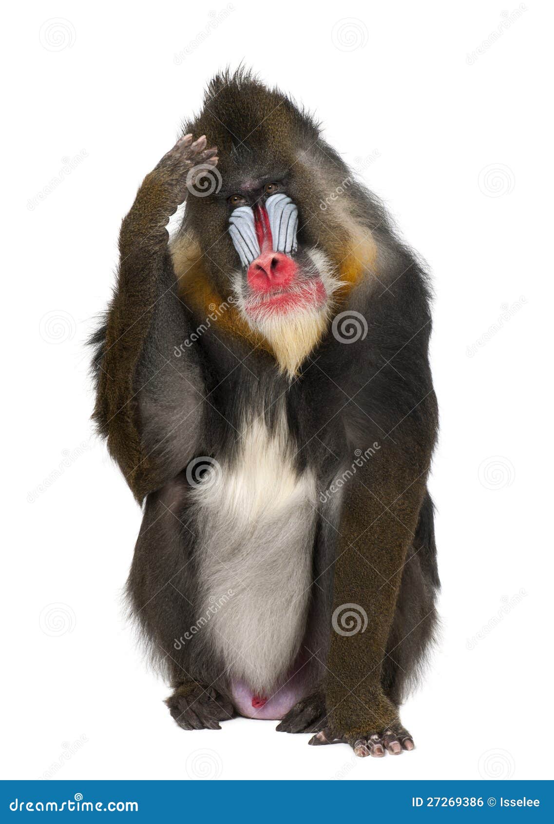 Monkey Scratching Head With Both Hands