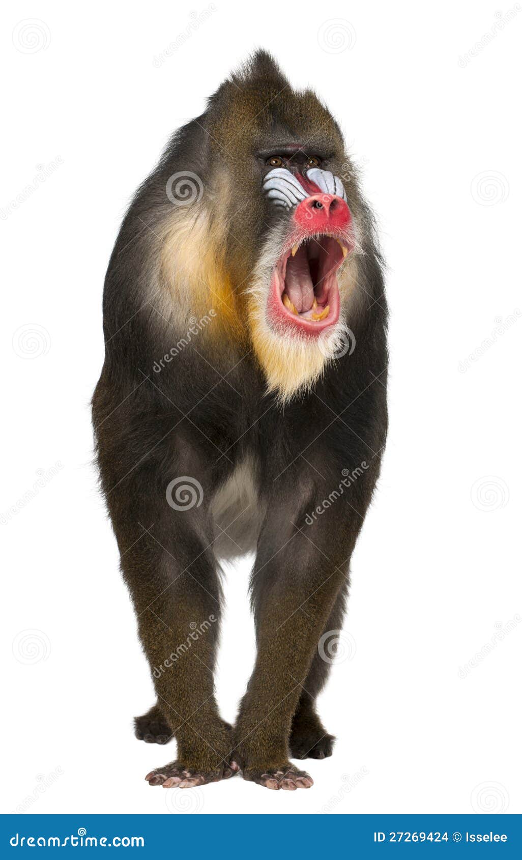 Mandrill Shouting, Mandrillus Sphinx Stock Photo - Image of mandrillus ...