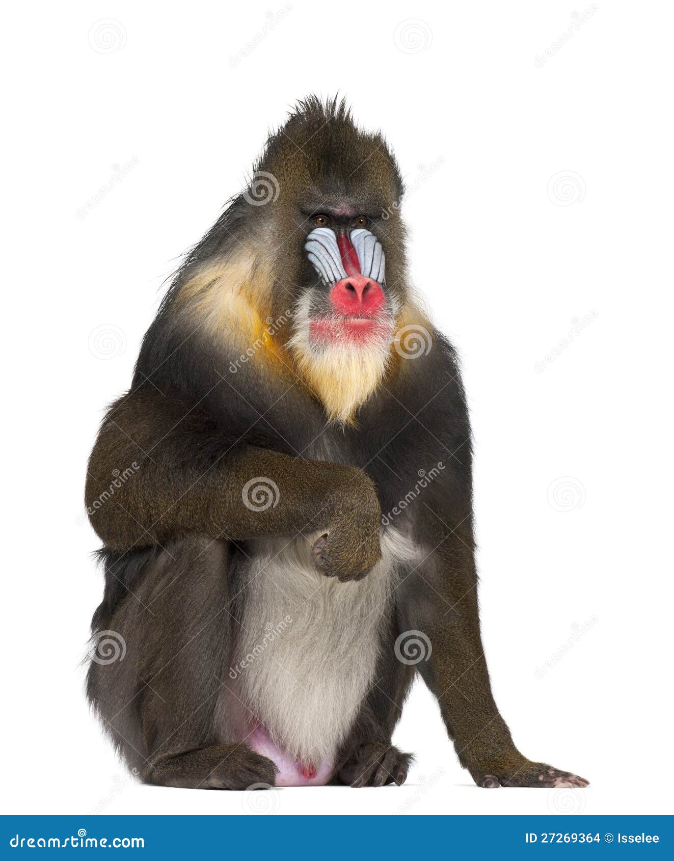 Mandrill Sitting, Mandrillus Sphinx Royalty-Free Stock Photo ...
