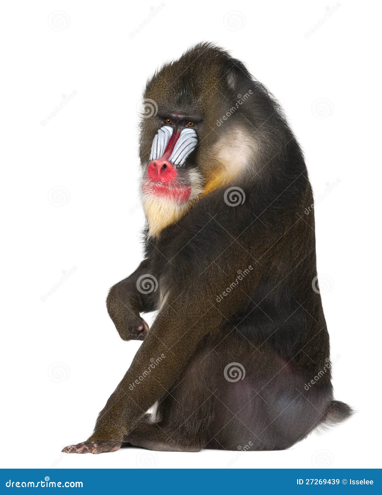 Mandrill Sitting, Mandrillus Sphinx Royalty-Free Stock Photo ...
