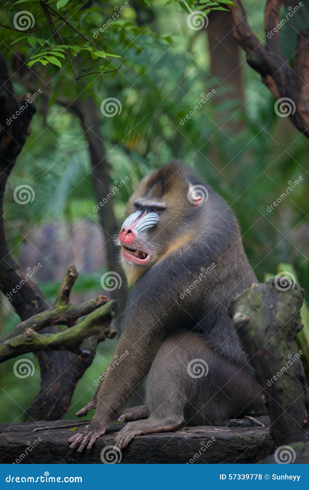 Mandrill stock photo. Image of monkey, frightening, creature - 57339778
