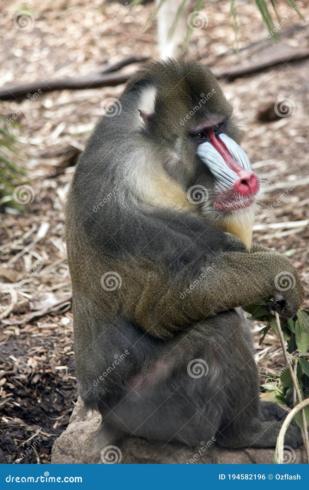 The Mandrill is Sitting on a Rock Eating a Leaf Stock Photo - Image of ...