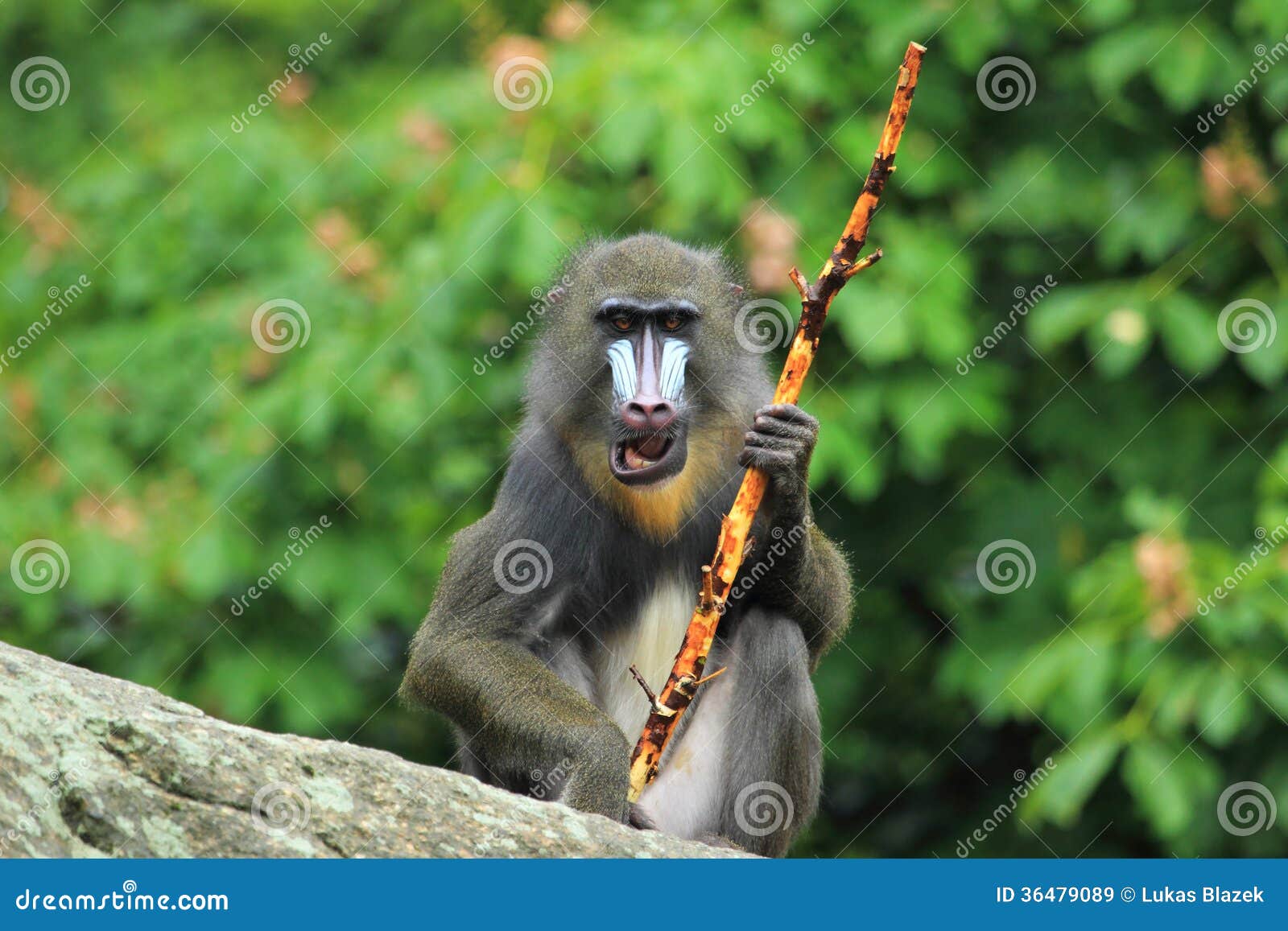 Mandrill stock image. Image of world, primate, rock, mammal - 36479089