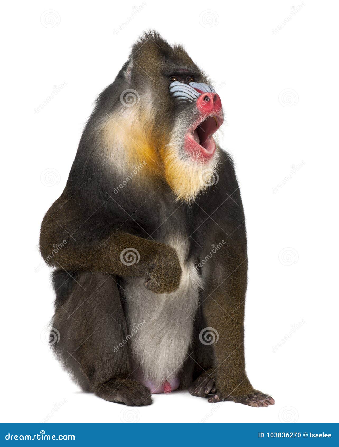 Mandrill Sitting and Shouting Stock Photo - Image of length, full ...