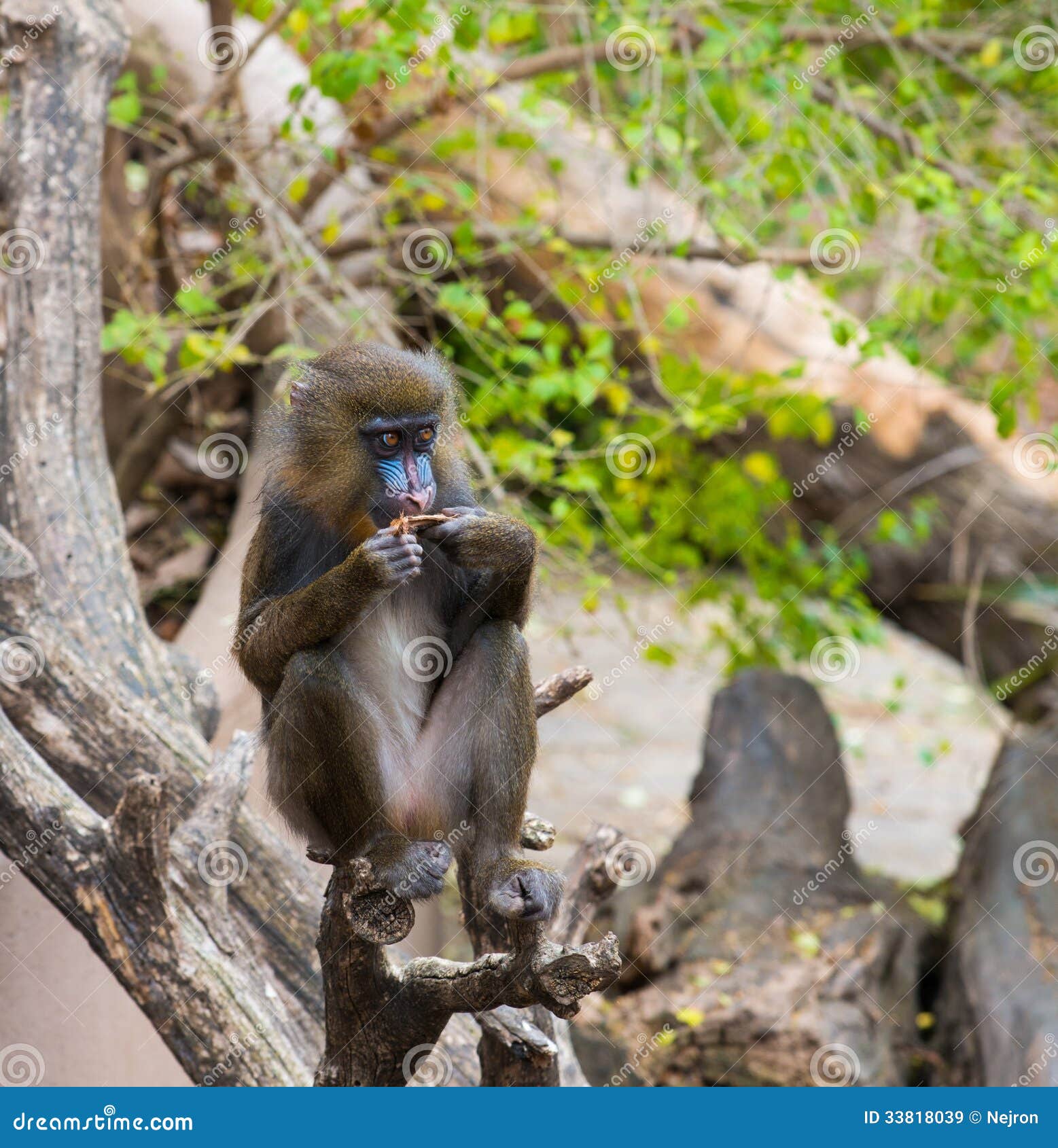 Mandrill stock image. Image of natural, hairy, park, bright - 33818039