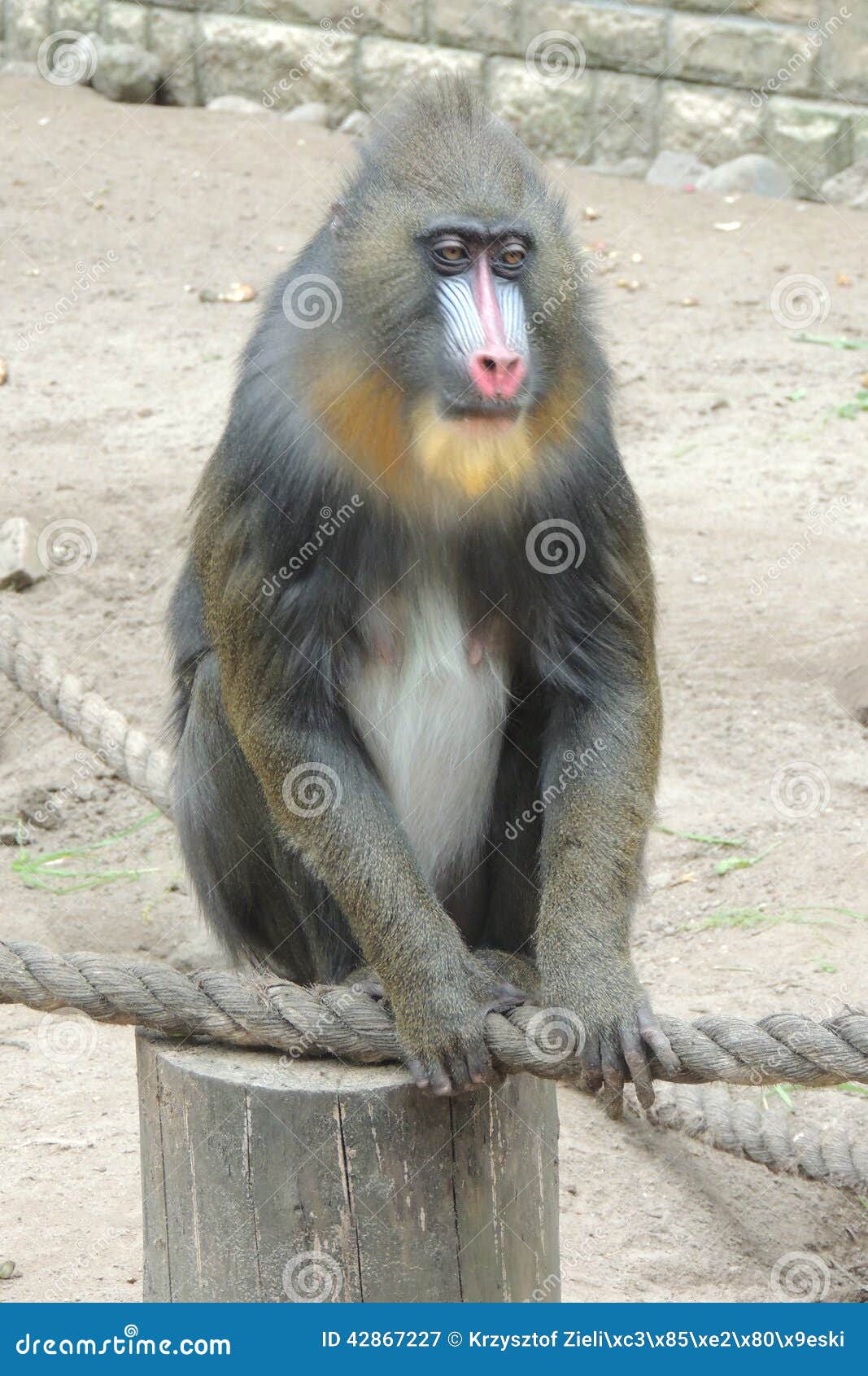 Mandrill stock image. Image of mammal, wild, tree, trunk - 42867227