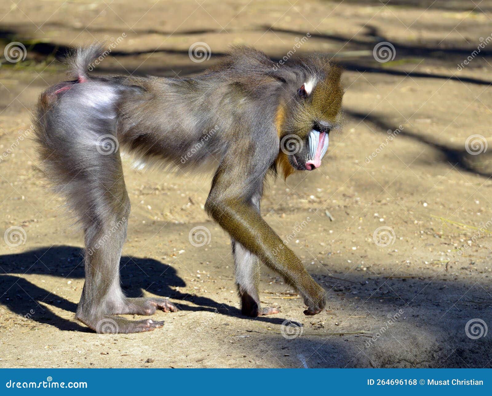 Mandrill Standing on Ground Stock Photo - Image of omnivorous, mammal ...