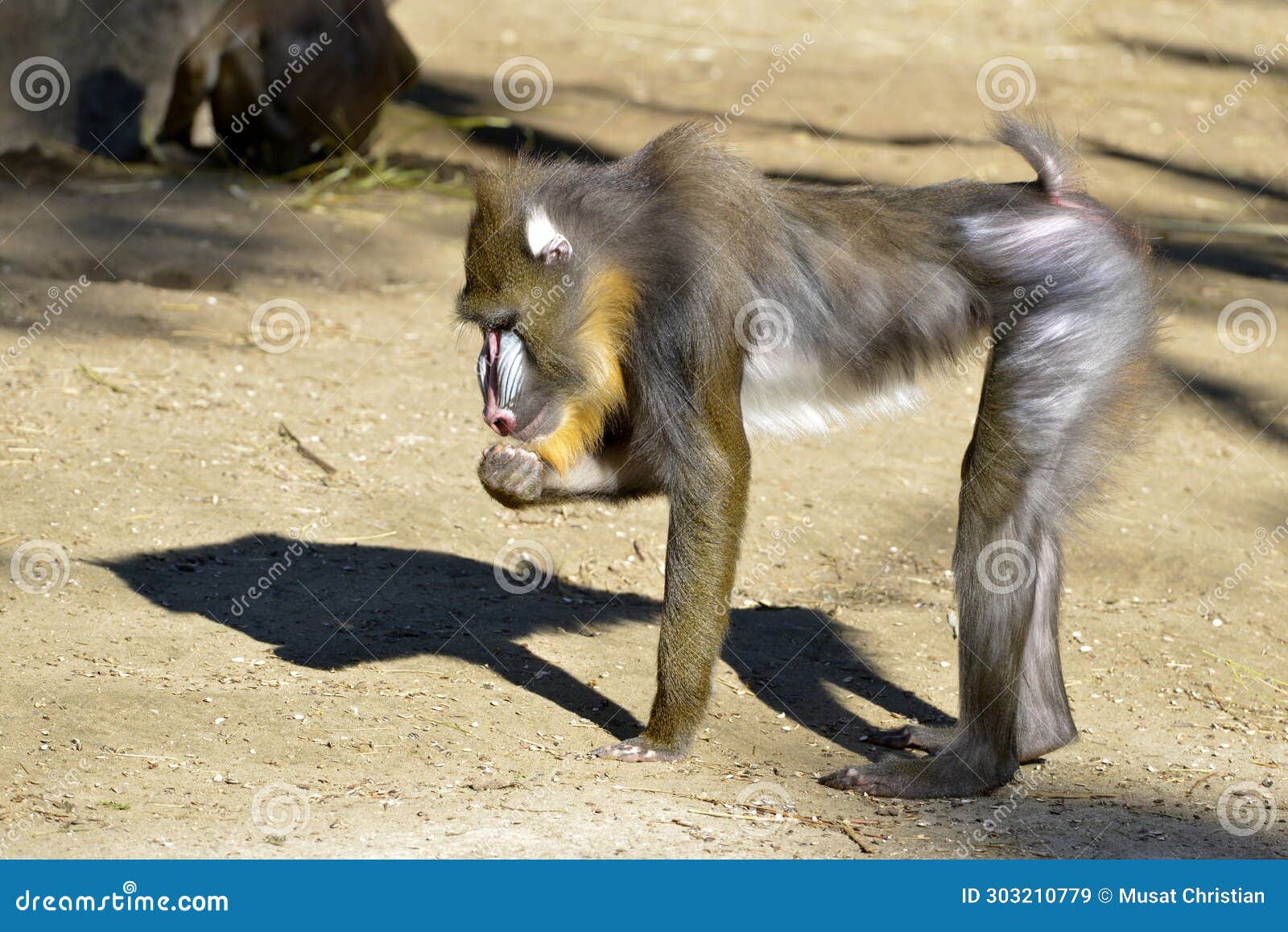 Mandrill Standing on Ground Stock Image - Image of closeup, muzzle ...