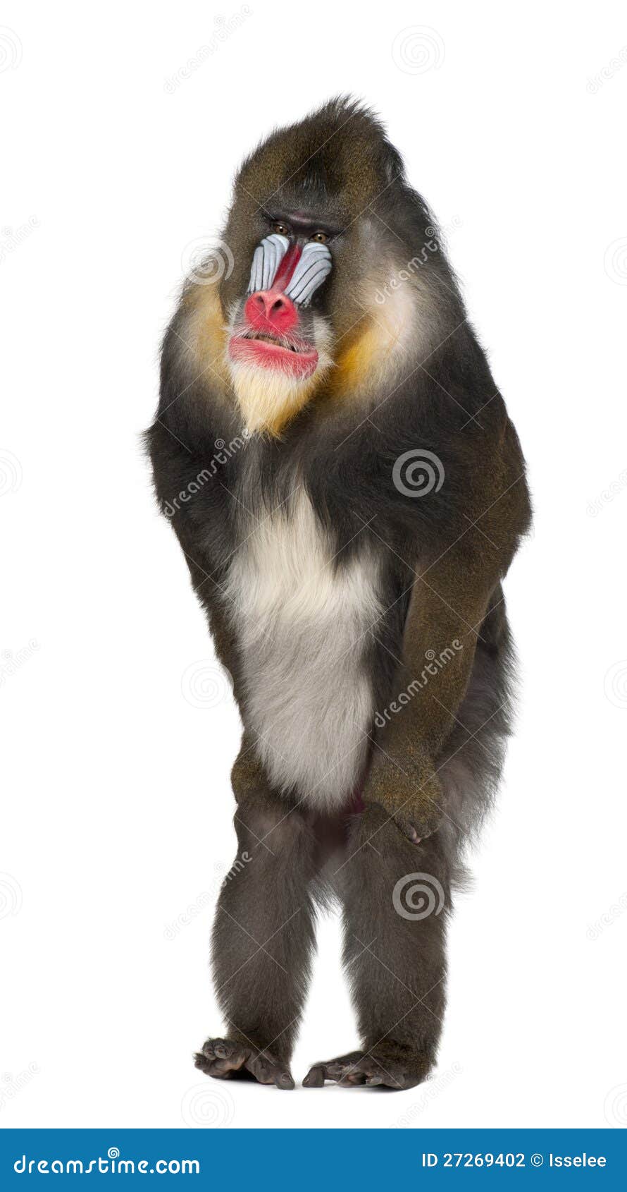 Monkey Standing Up