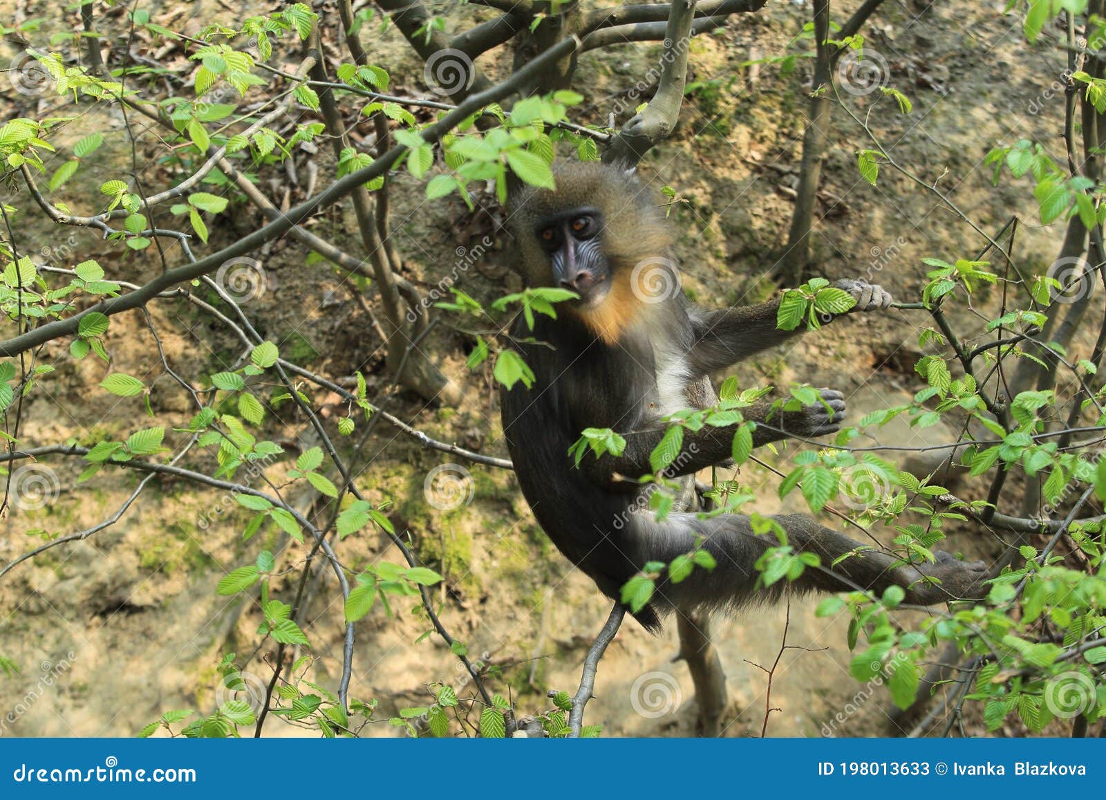 Mandrill on the tree stock image. Image of mandrill - 198013633