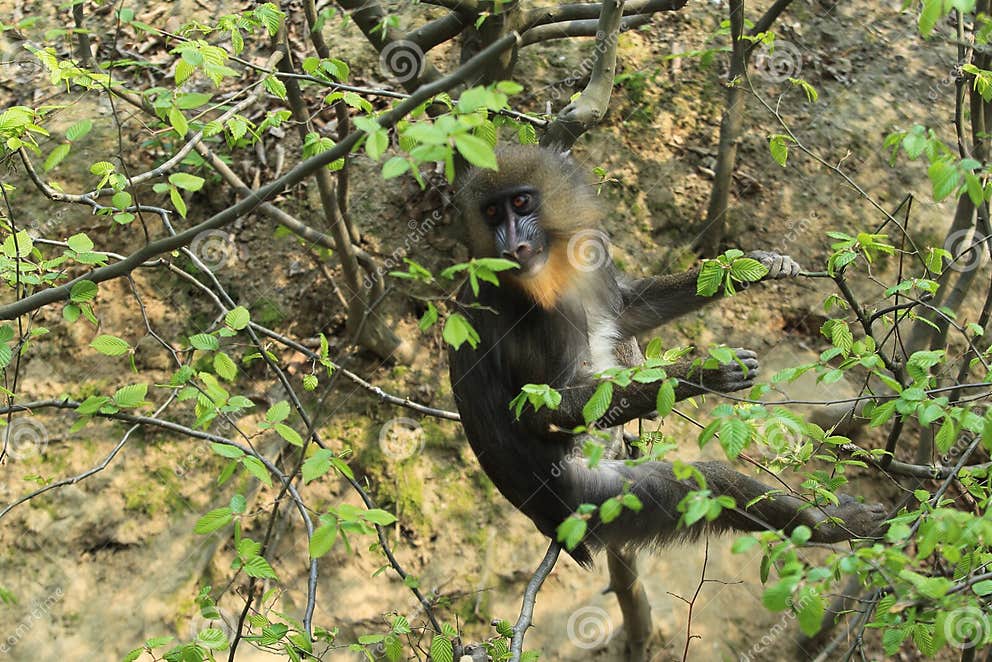 Mandrill on the tree stock image. Image of mandrill - 198013633