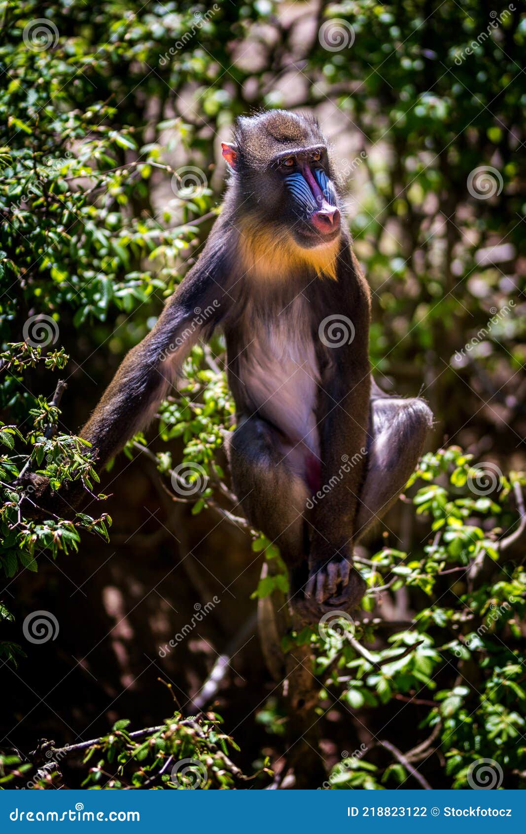 Mandrill on tree stock photo. Image of eyes, face, primate - 218823122