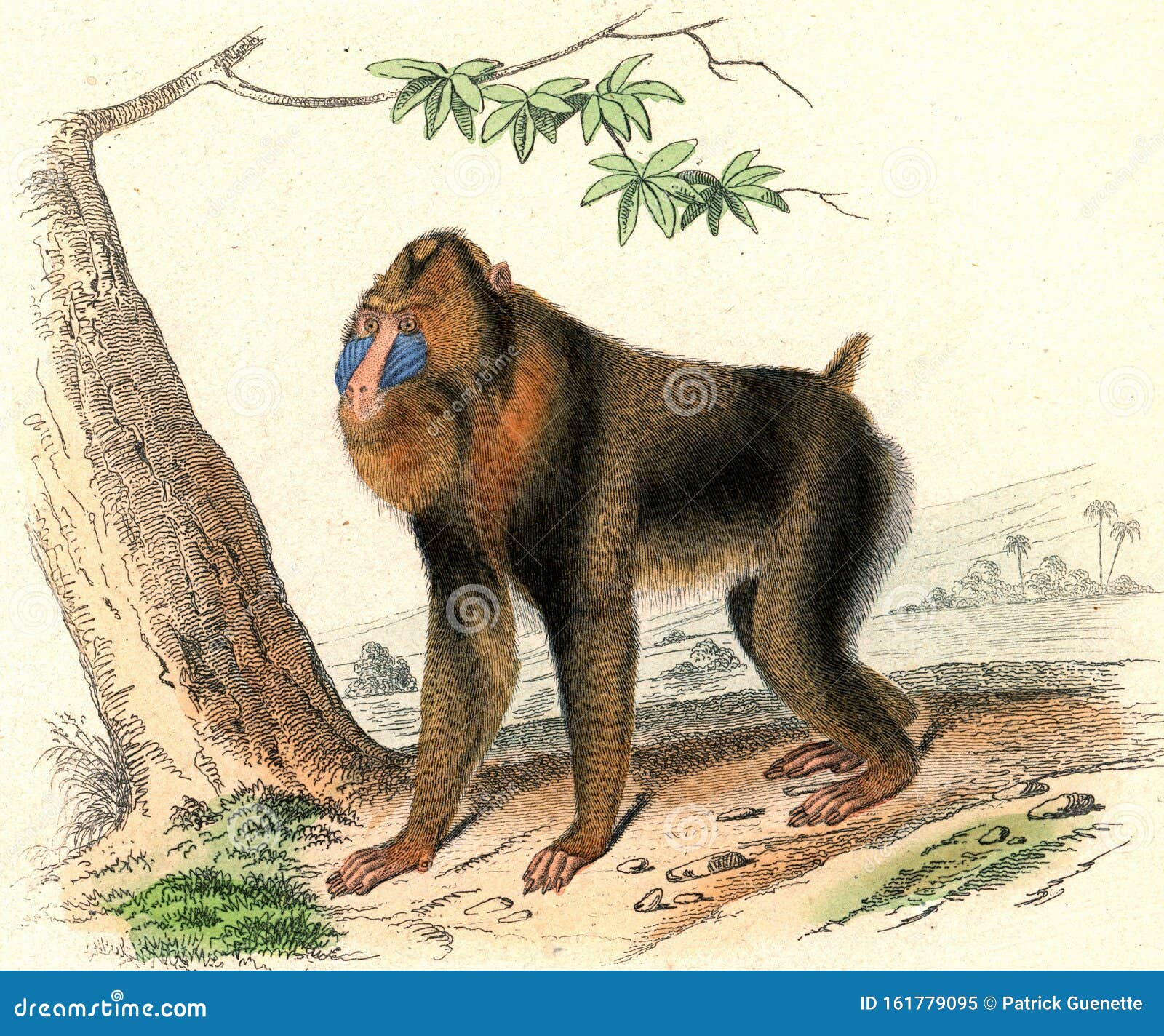 The Mandrill, Vintage Engraving Stock Illustration - Illustration of ...