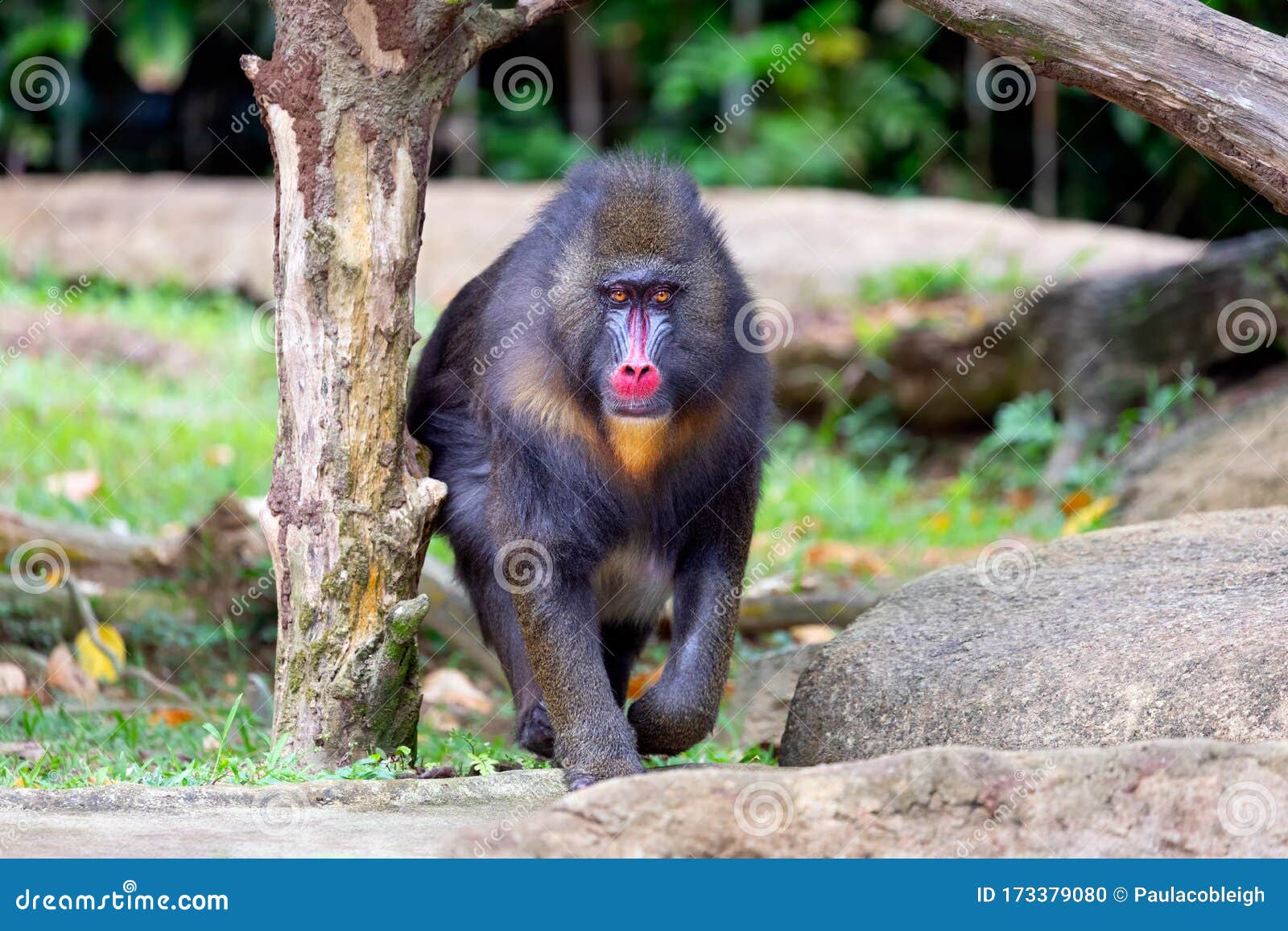 Mandrill Walking Towards Camera and Looking Stock Photo - Image of ...