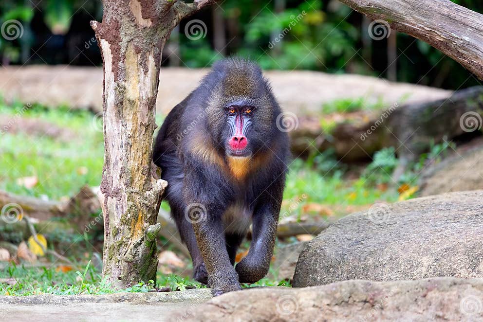 Mandrill Walking Towards Camera and Looking Stock Photo - Image of ...